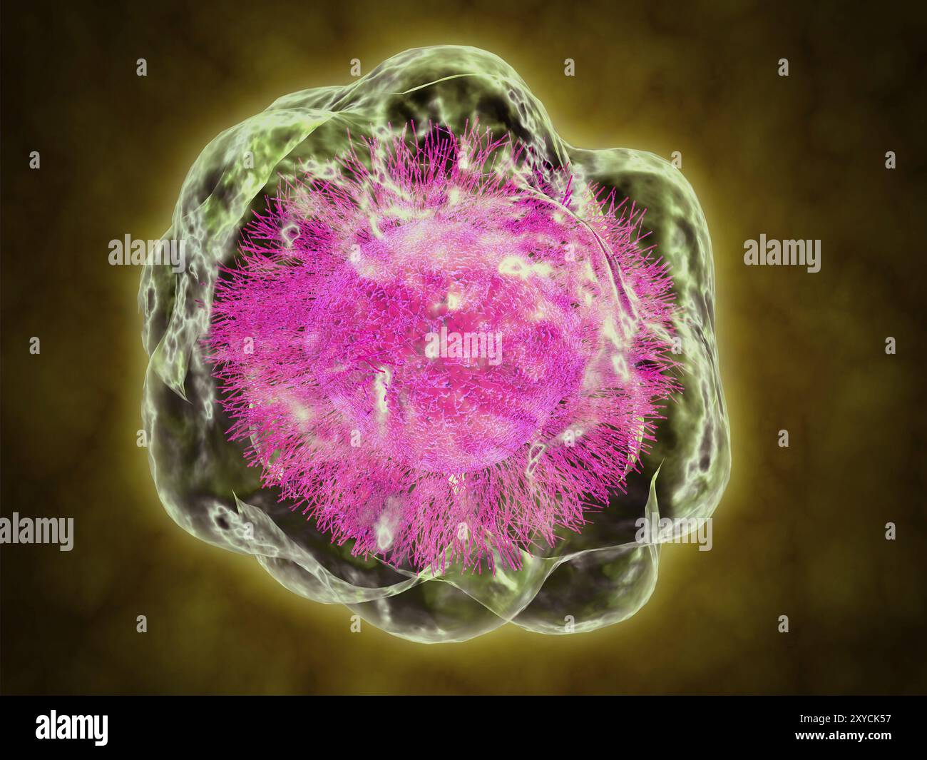 Cytoplasm hi-res stock photography and images - Alamy