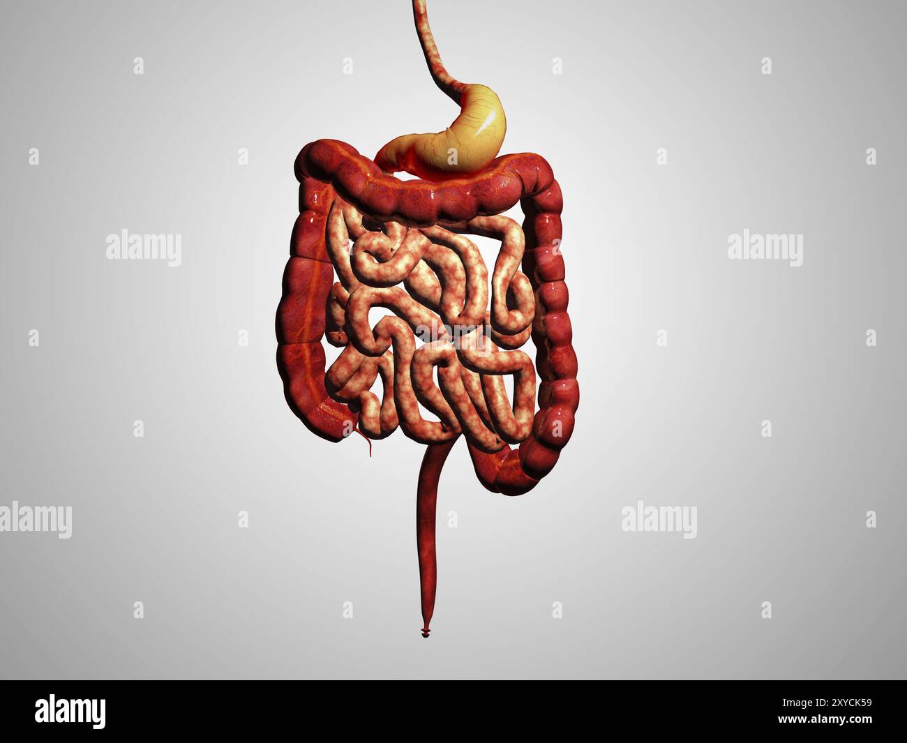 Human digestive system front hi-res stock photography and images - Alamy