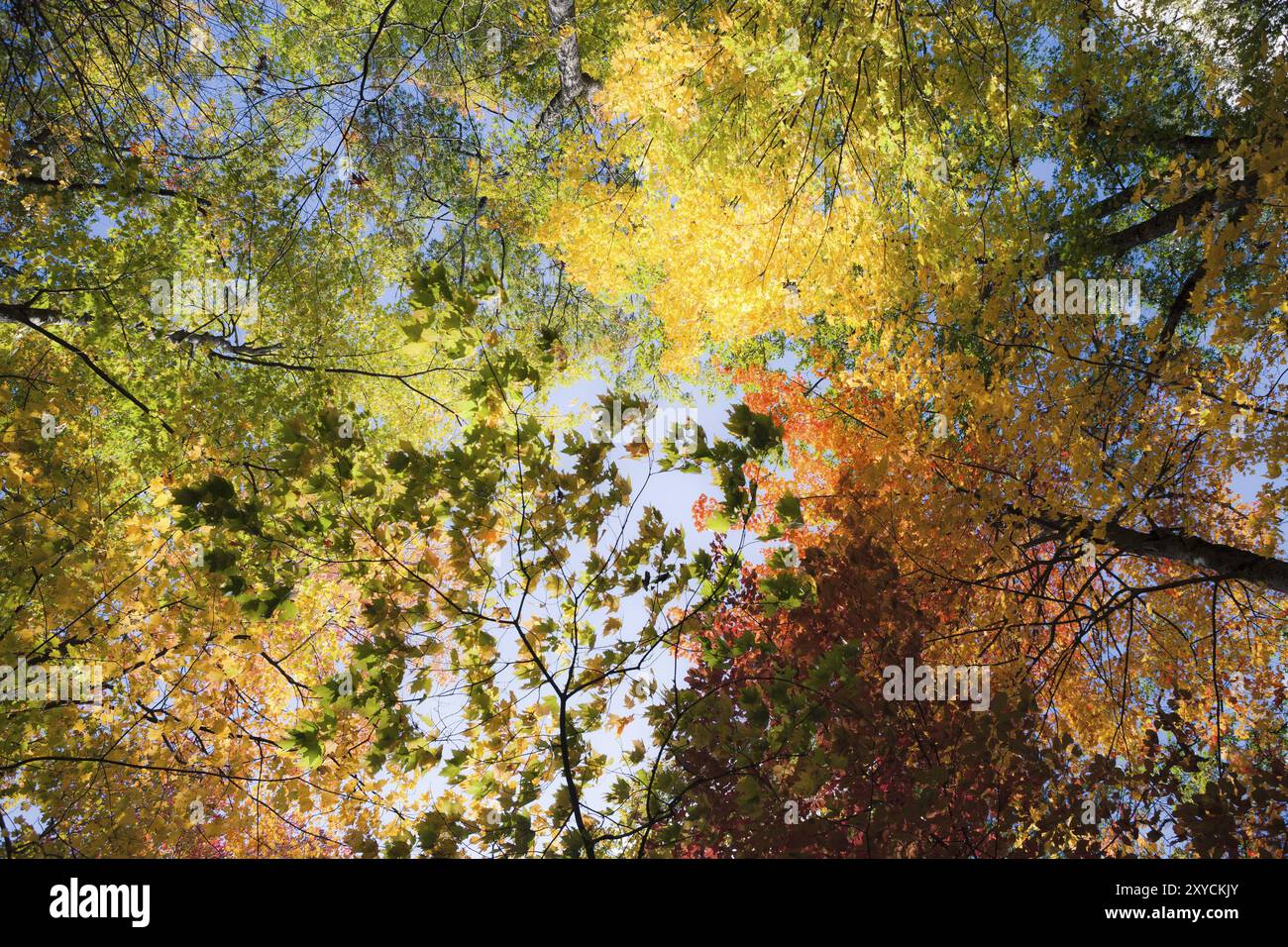 Bright colors of autumn forest Stock Photo - Alamy