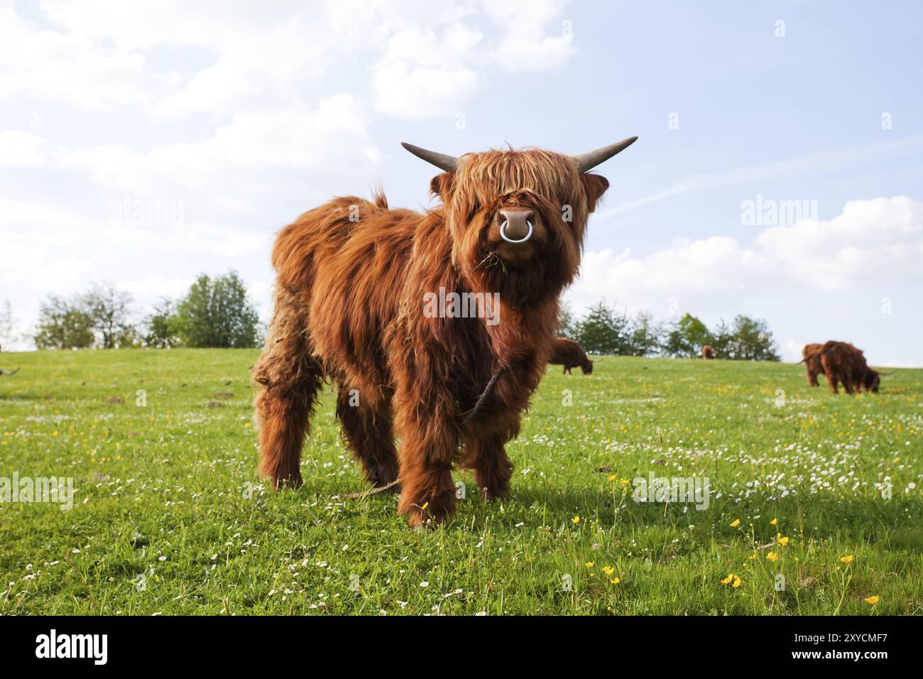 Long haired breed of cows hi-res stock photography and images - Alamy