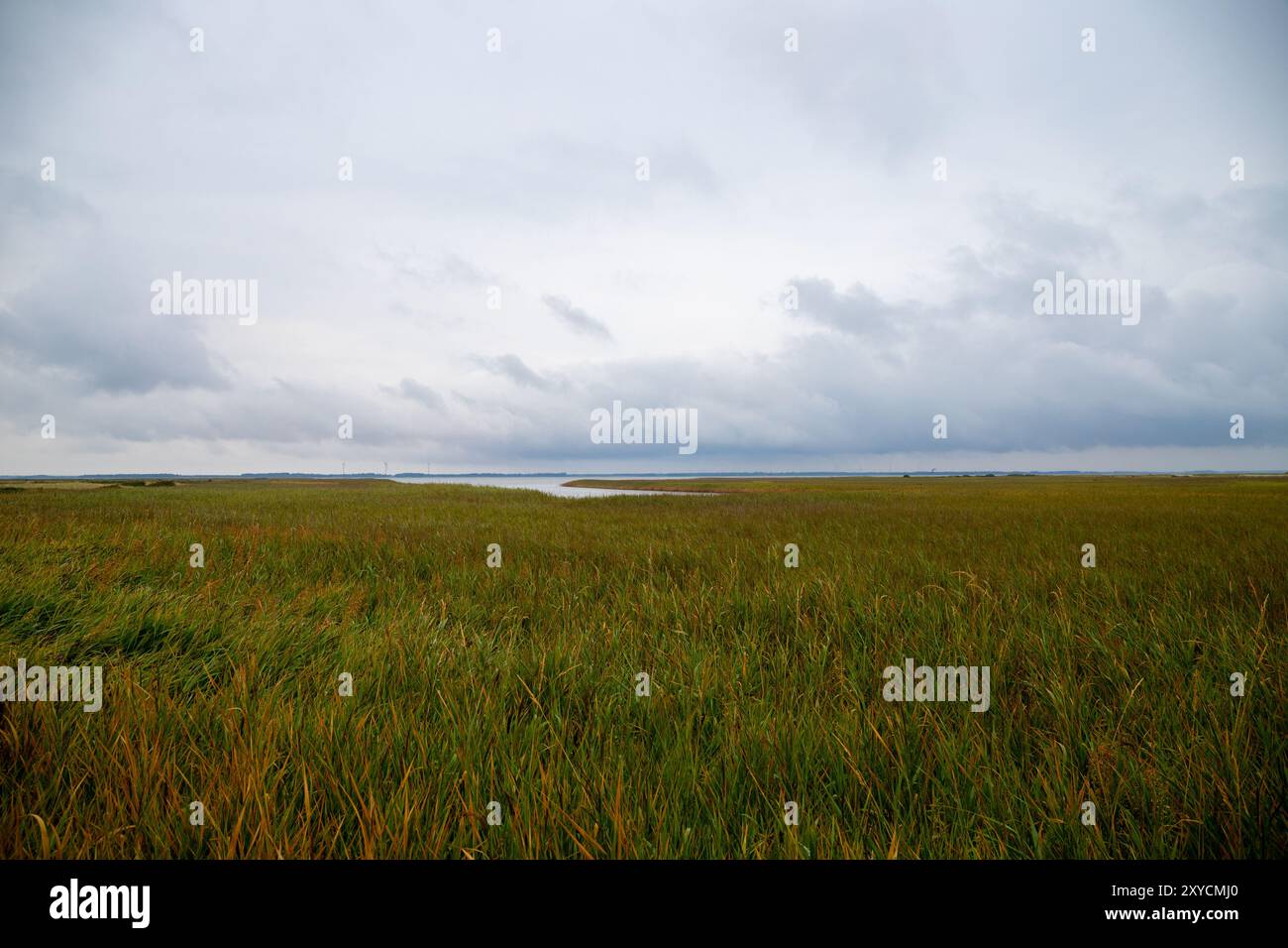 Wide grass landscape on the North Sea coast of Denmark Stock Photo - Alamy