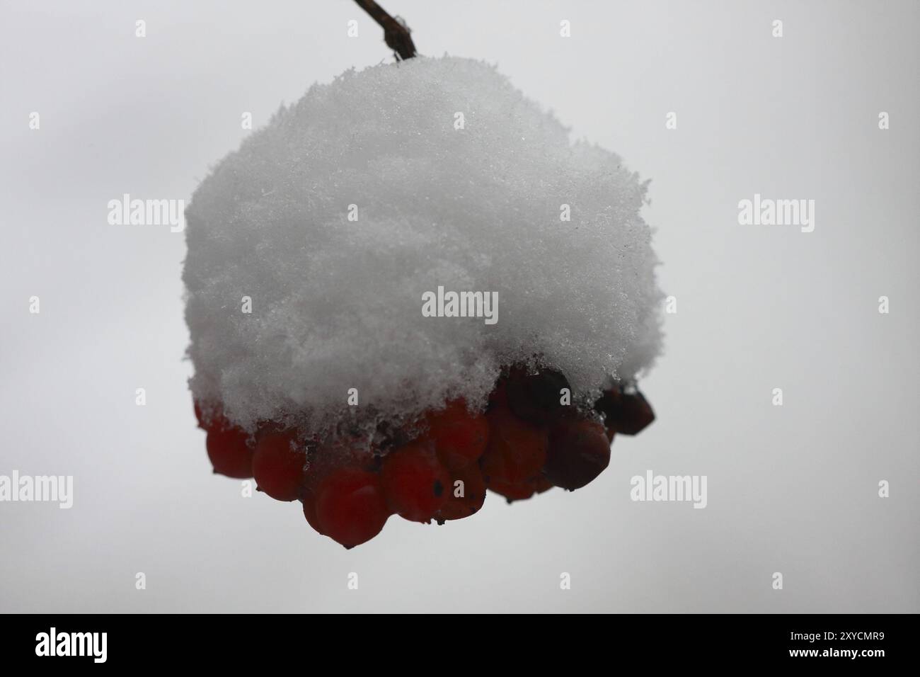 Common snowball european cranberrybush hi-res stock photography and ...
