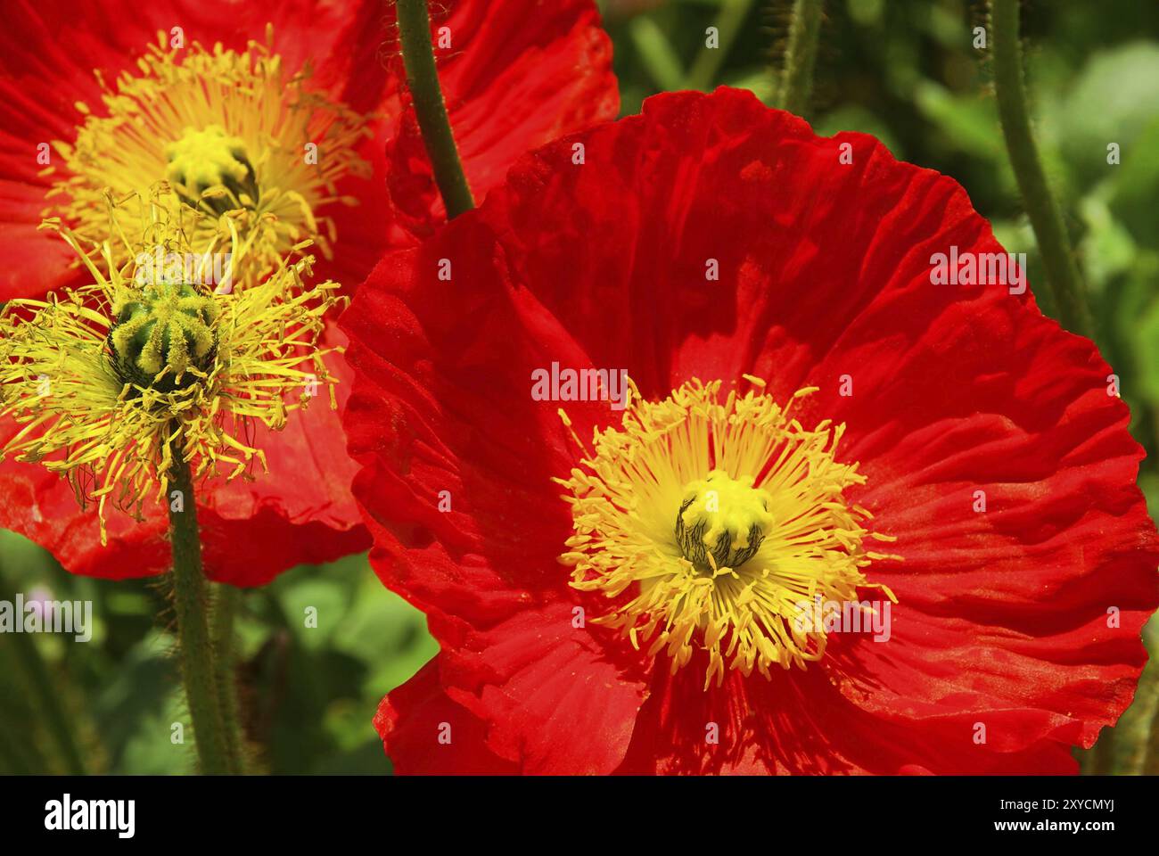 Icelandic wildflower field hi-res stock photography and images - Alamy