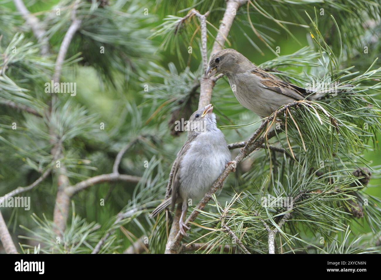 Sparrow's mother feeds her young on a tree trunk Stock Photo - Alamy