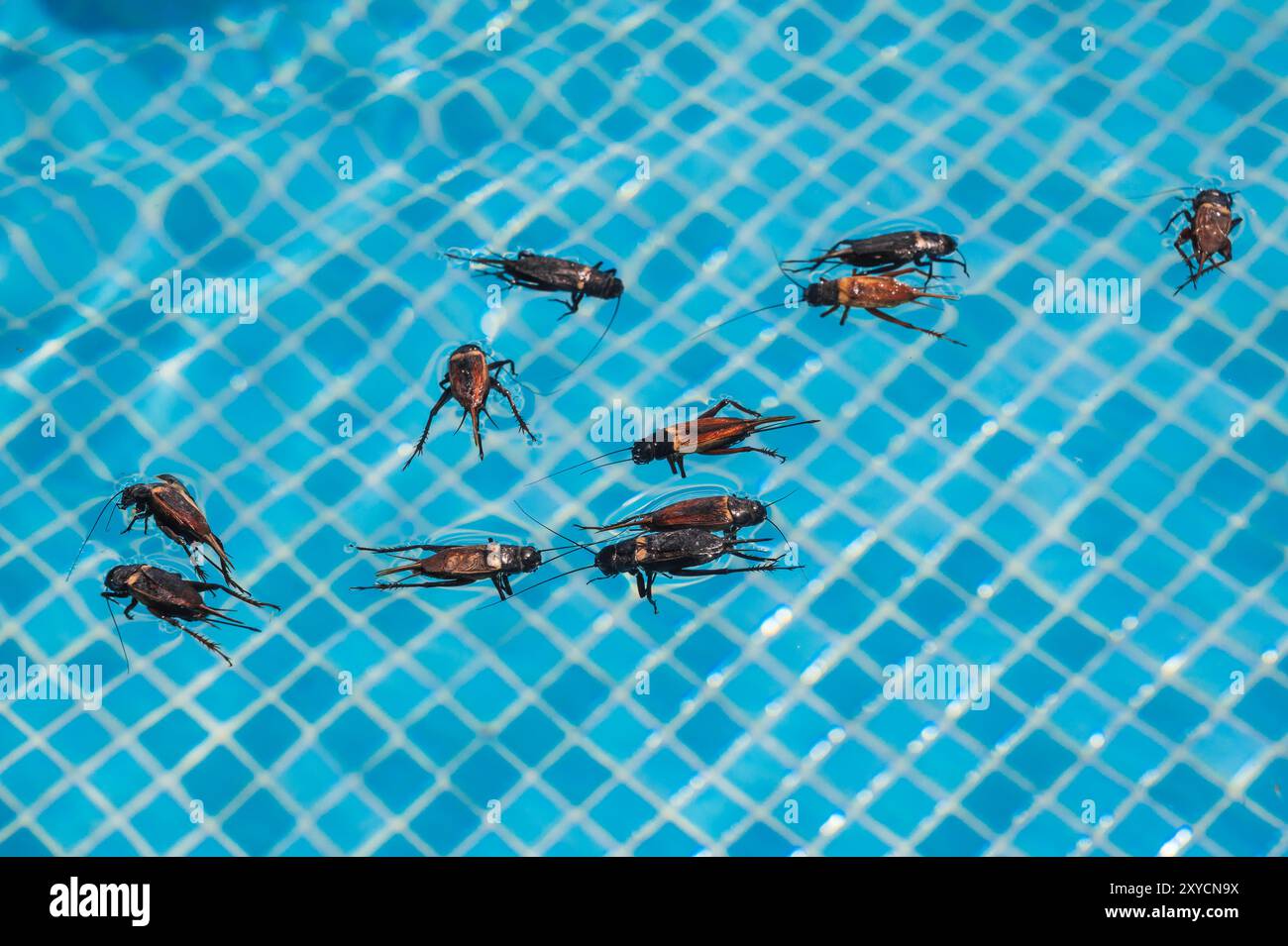 Cockroaches are swimming in the pool Stock Photo - Alamy