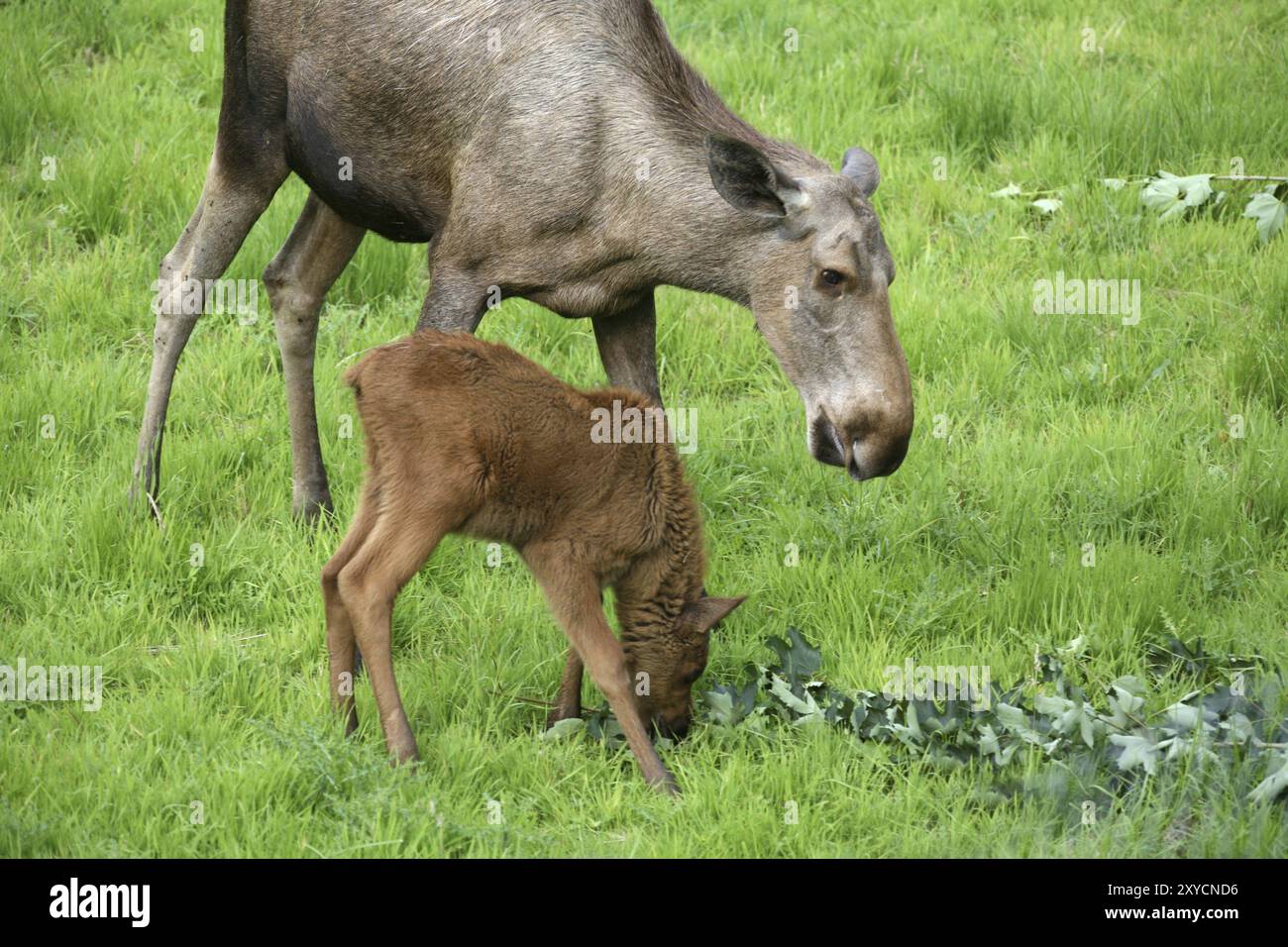 Calf with dam Stock Photo - Alamy