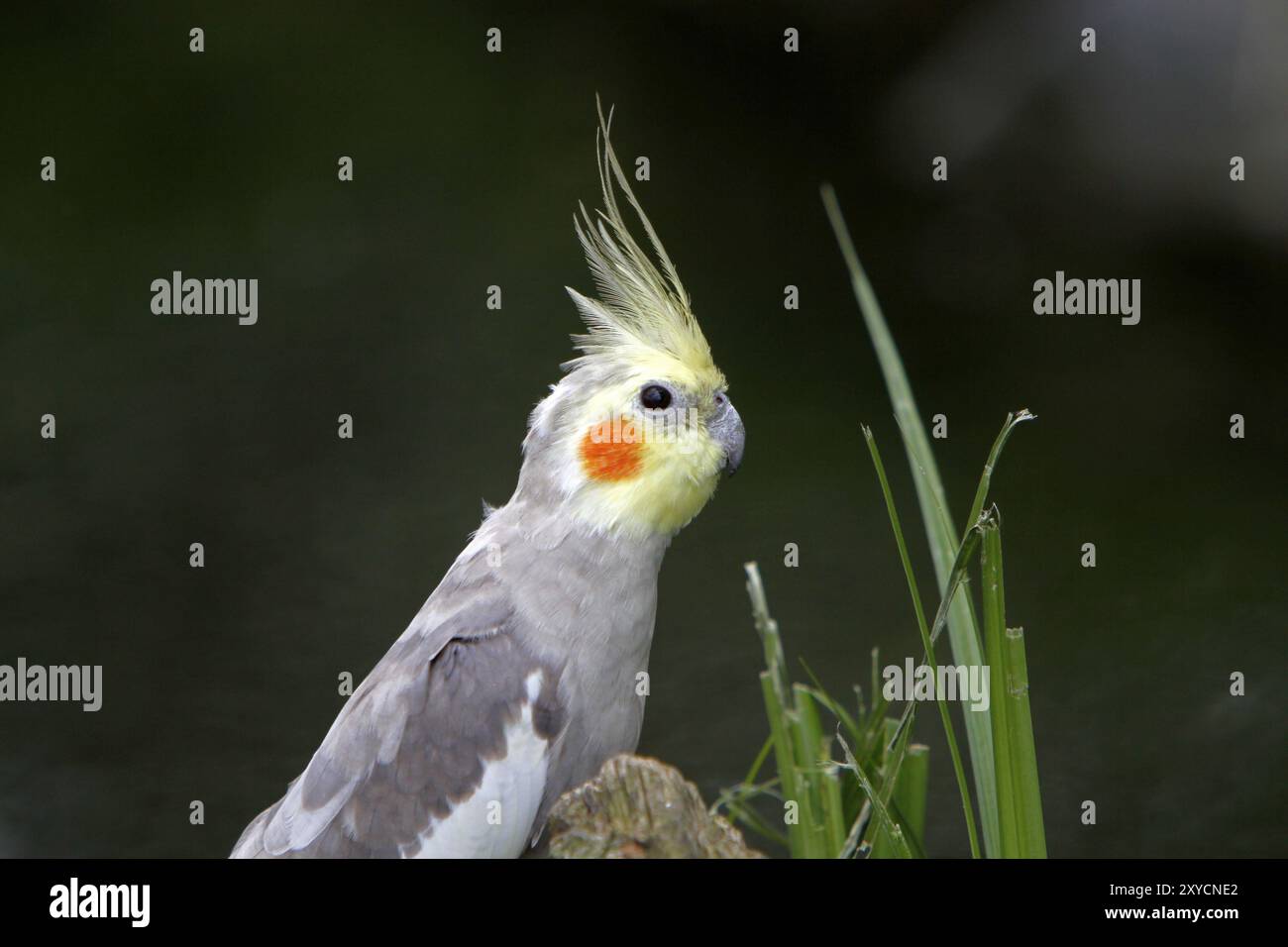 Grey cockatiels hi-res stock photography and images - Alamy