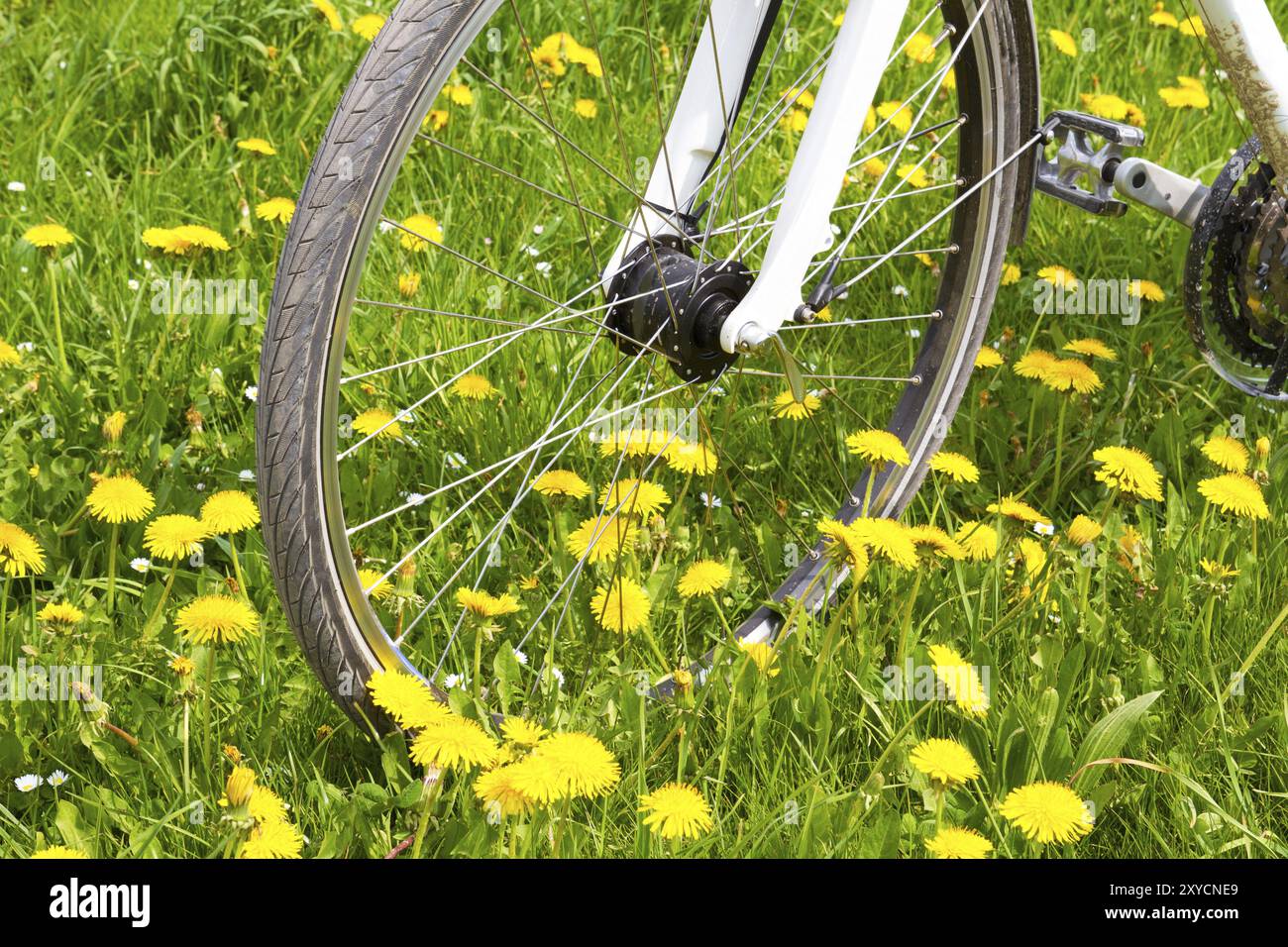 Spring meadow with dandelion and bicycle Stock Photo - Alamy