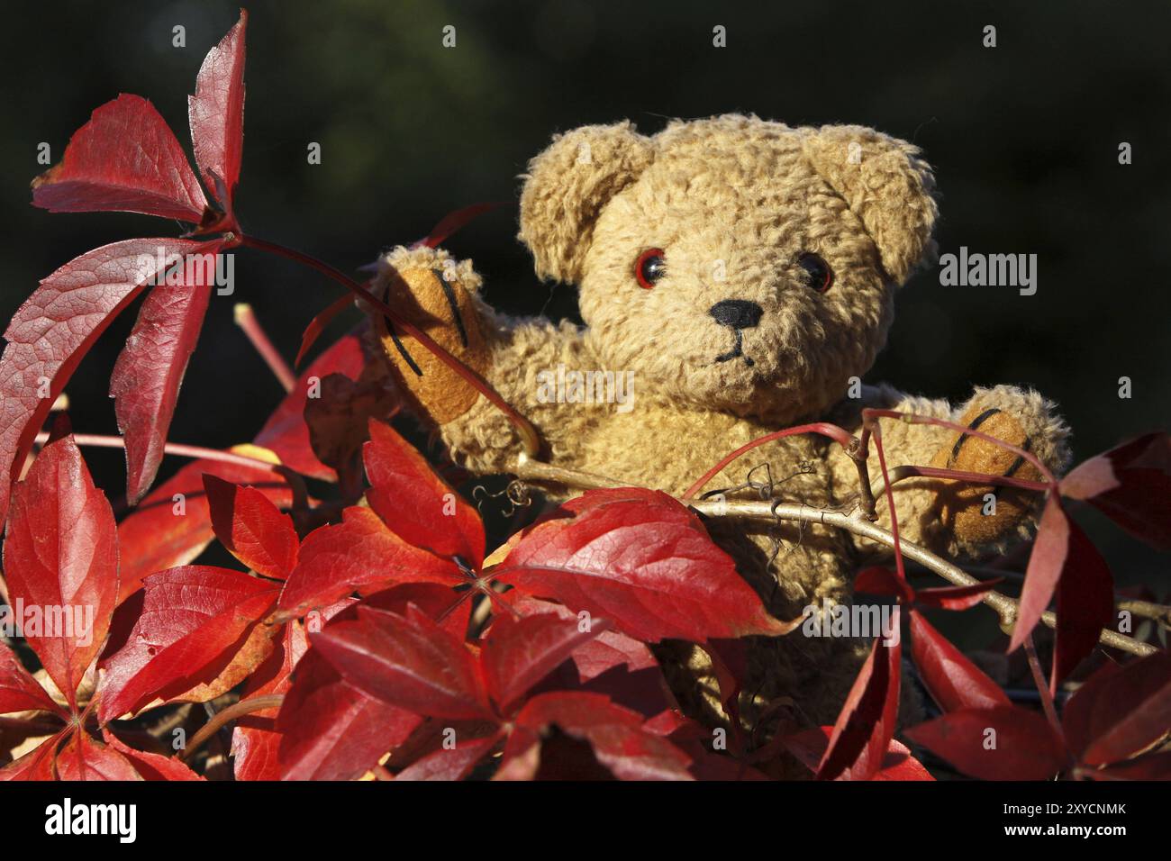 Teddy bear climbs in wild wine Stock Photo - Alamy