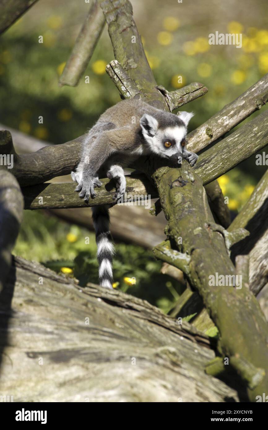 Ring-tailed Lemur (kitten Stock Photo - Alamy