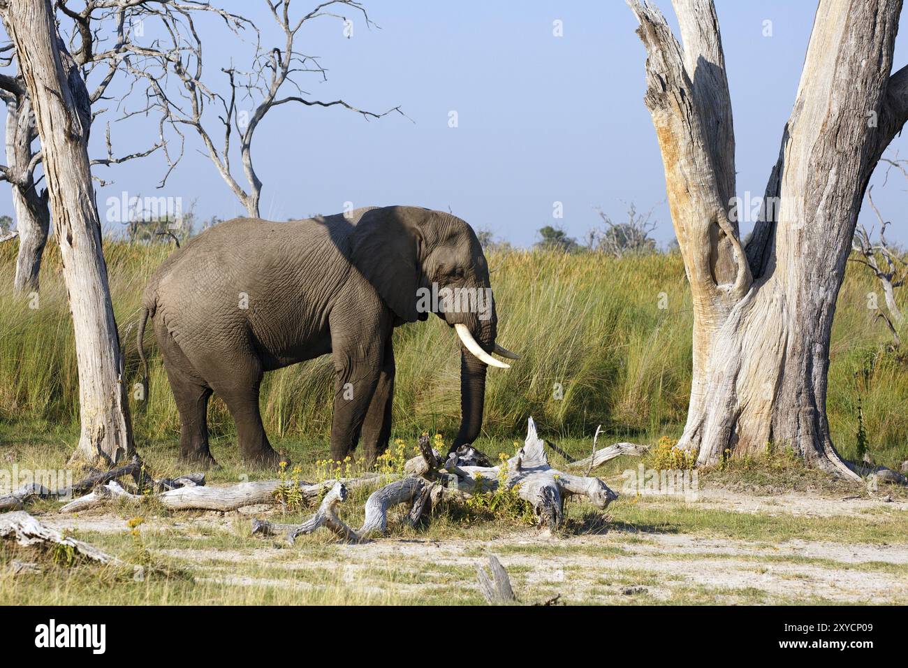 Bull elephant on dead tree island in the Moremi Game Reserve Stock ...
