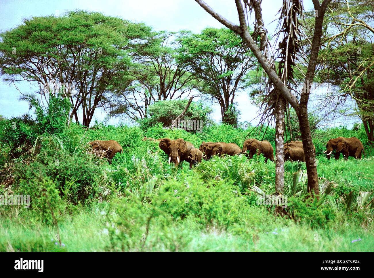 Kenya. Group of African Elephants moving through the bush Stock Photo ...