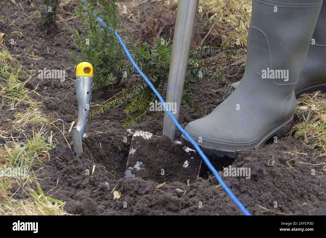 Hedge planting yew, planting a taxus hedge 05 Stock Photo - Alamy