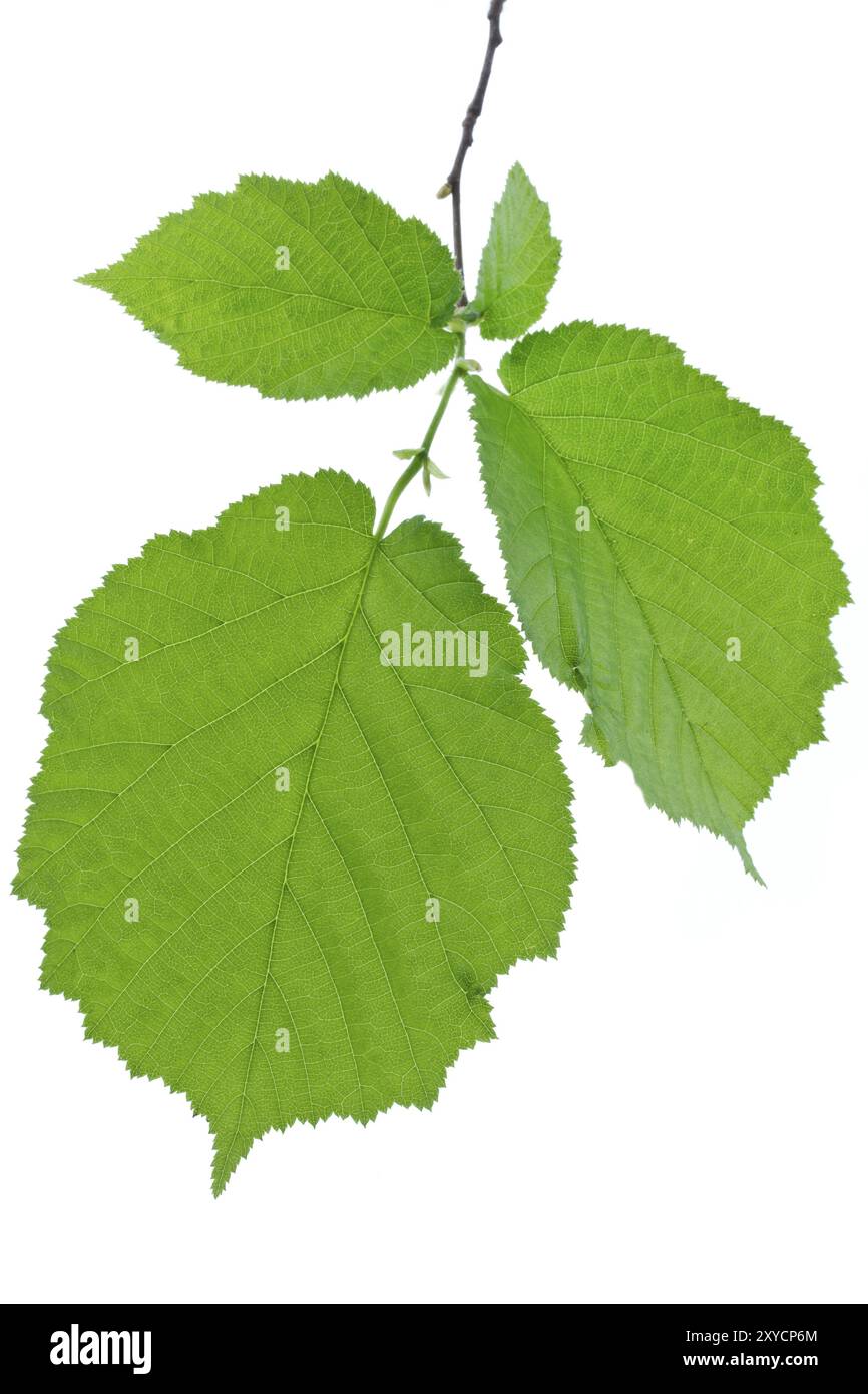 Hazelnut leaves (Corylus Avellana Stock Photo - Alamy