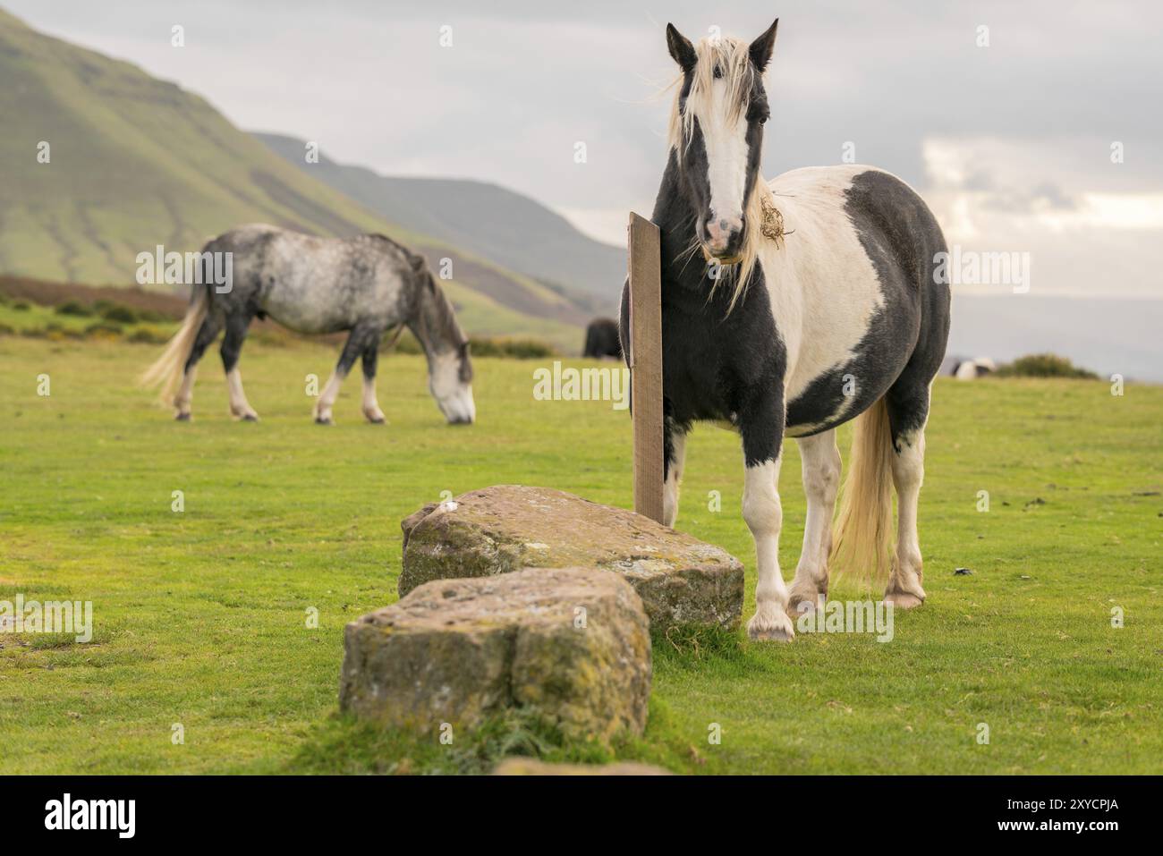 Wild horses near Hay Bluff and Twmpa in the Black Mountains, Wales, UK Stock Photo - Alamy