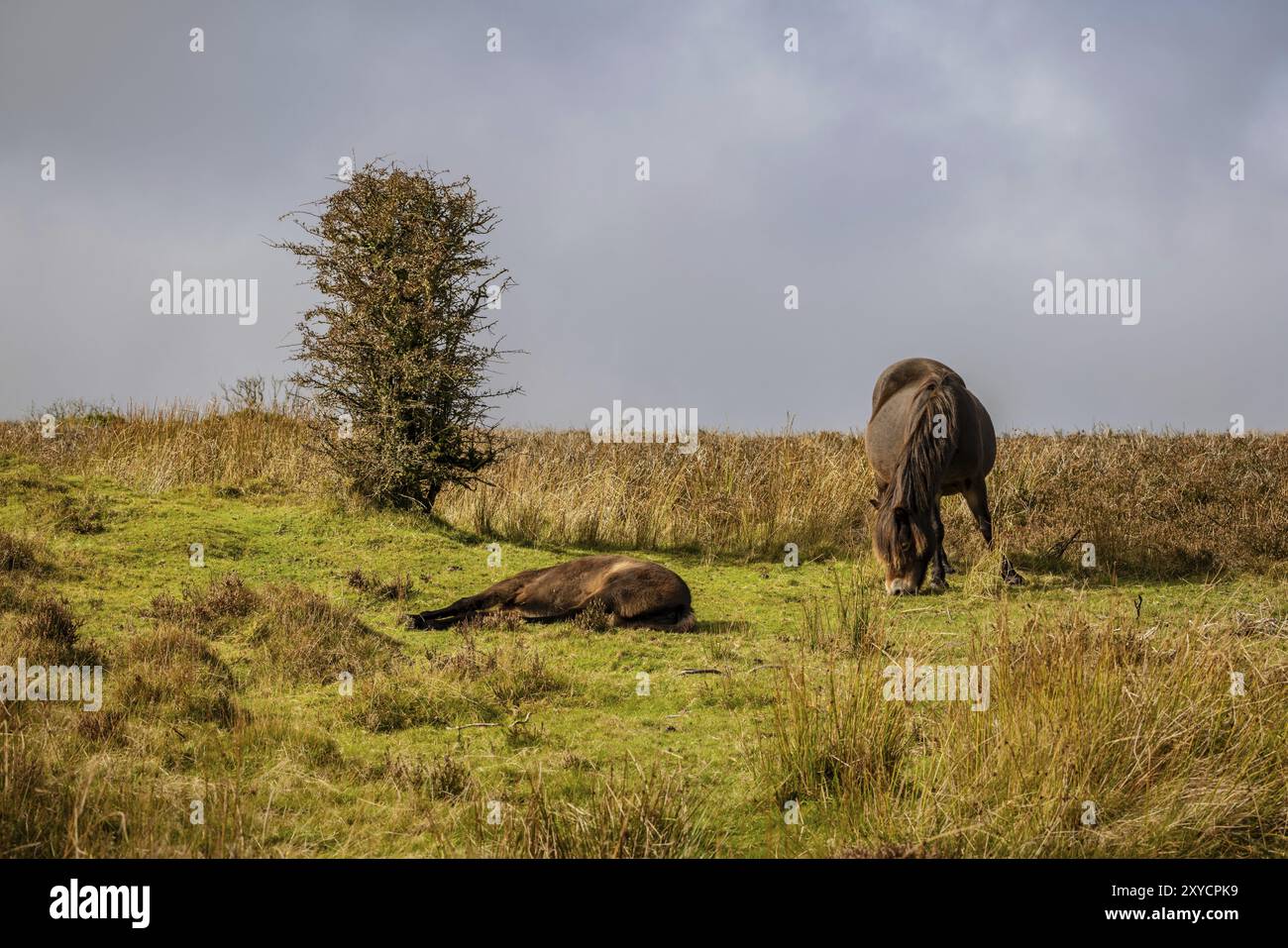 Wild ponies grazing food hi-res stock photography and images - Alamy