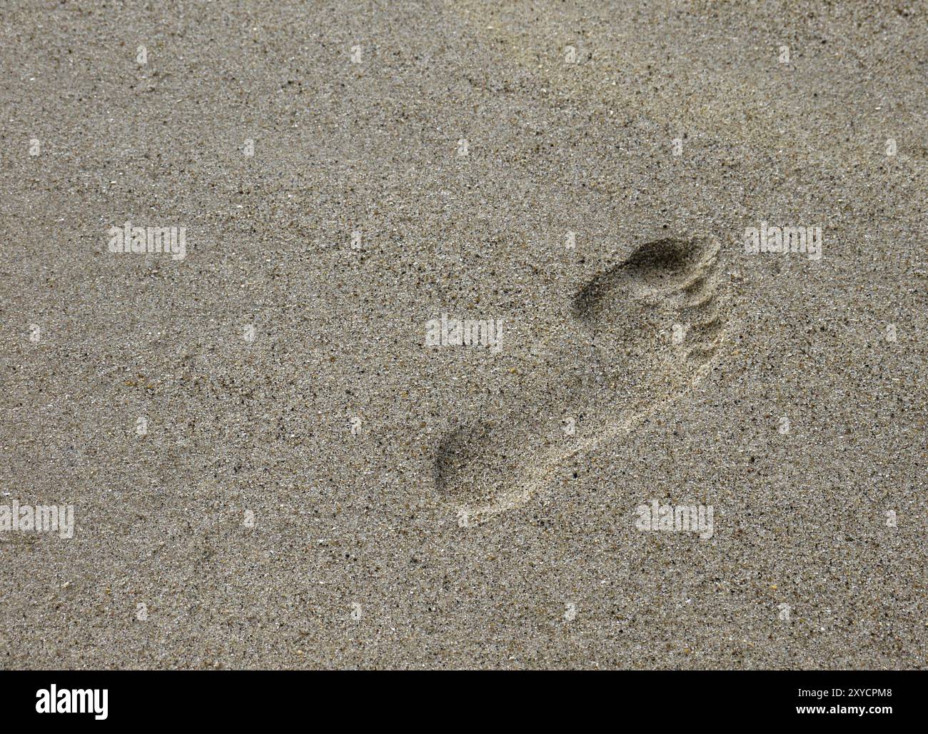 Seal tracks in sand hi-res stock photography and images - Alamy
