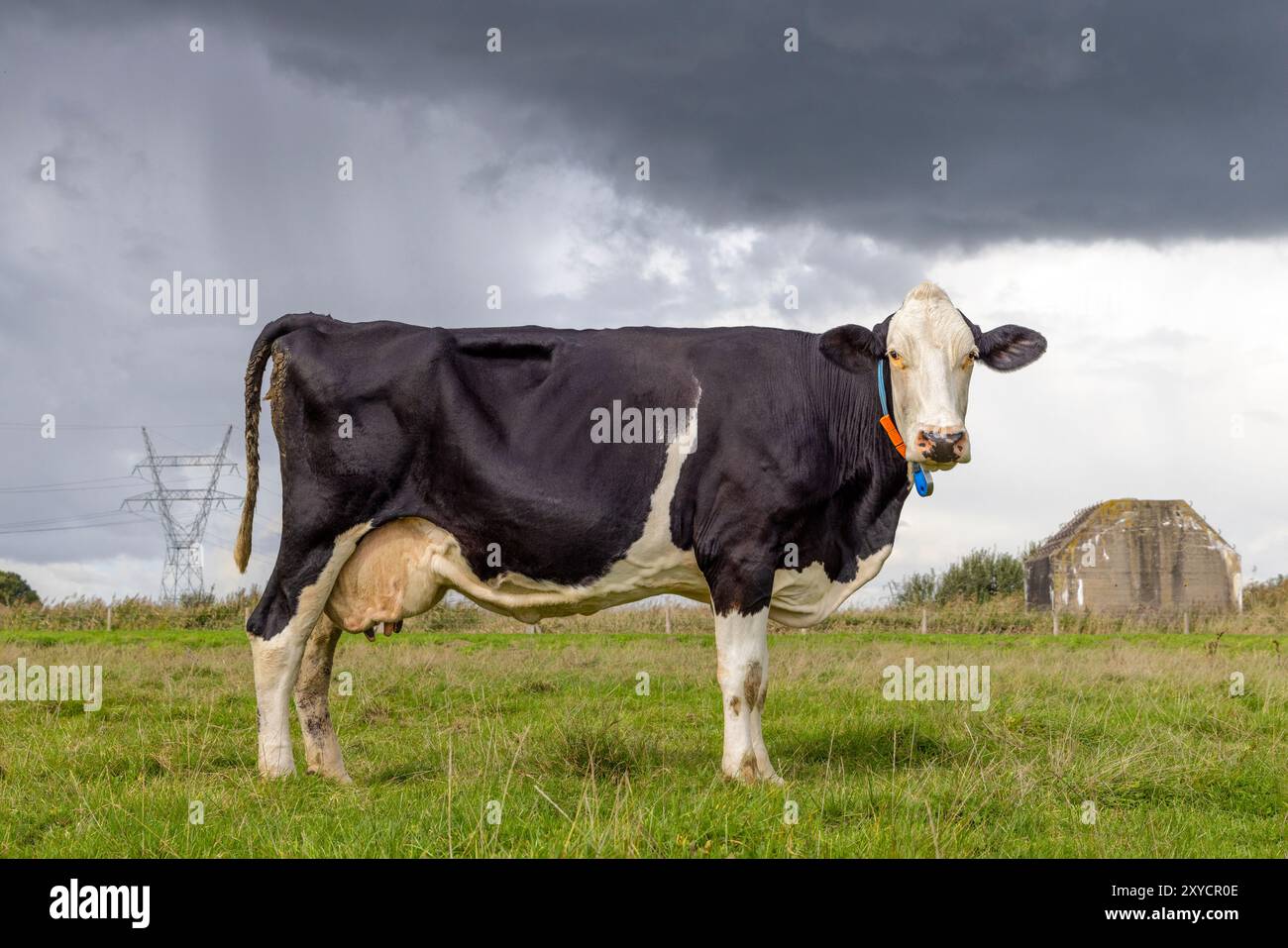 Cow looking, looming thunderstorm sky background, black and white ...