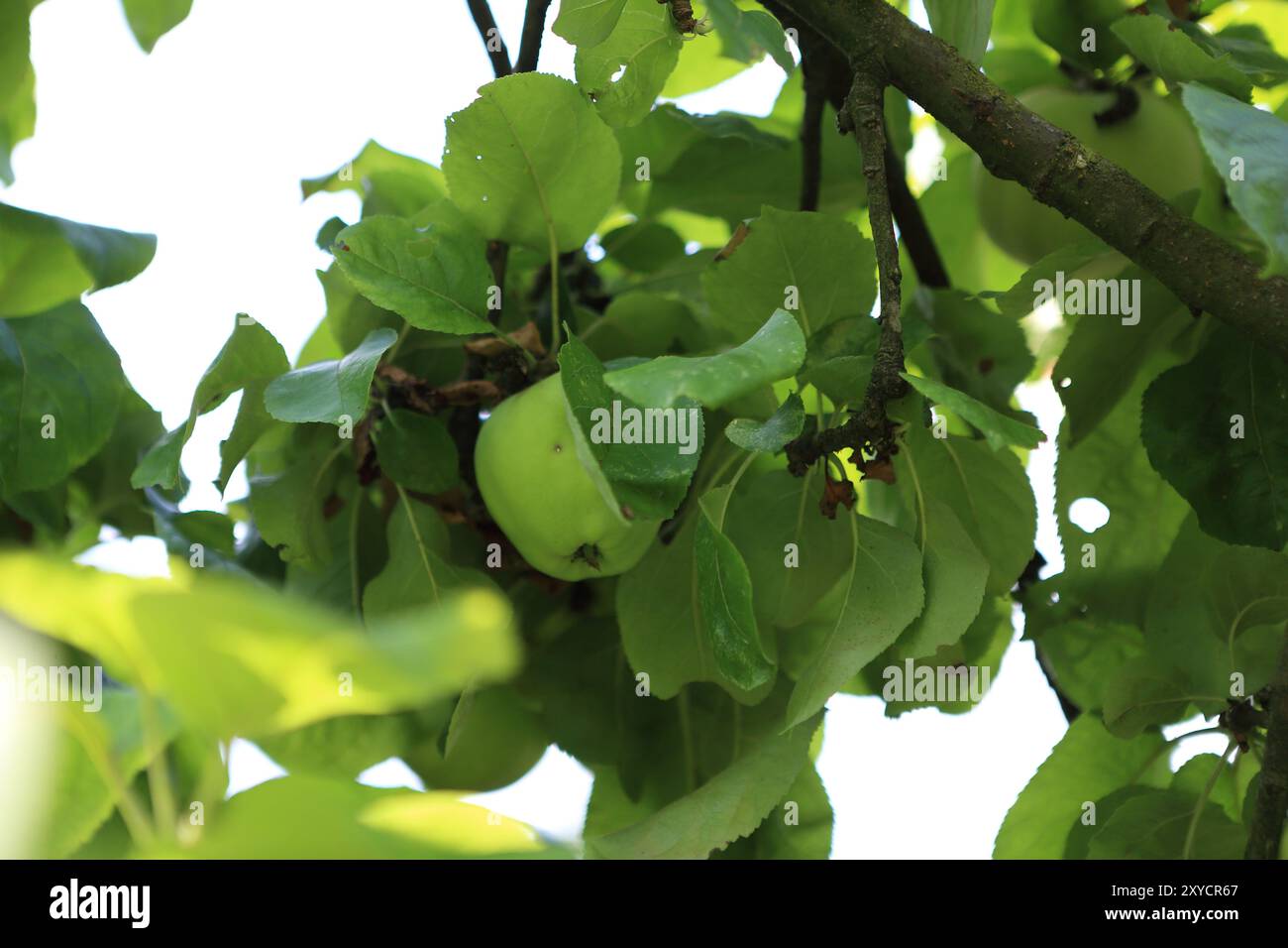 Apples in community orchard Stock Photo - Alamy