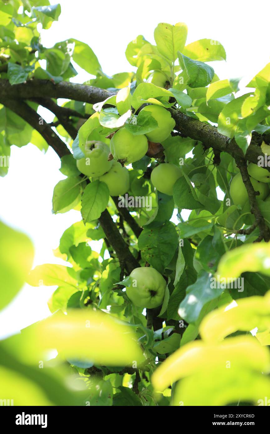 Community orchard hi-res stock photography and images - Alamy