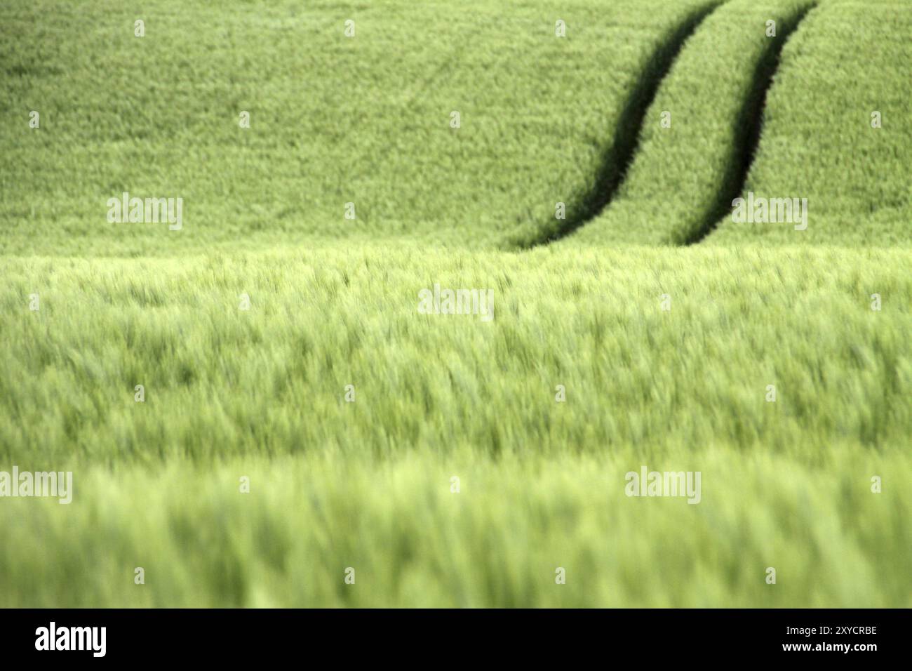Trace in a green cornfield Stock Photo - Alamy