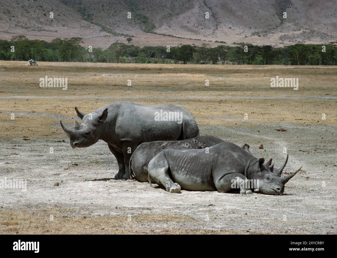 Kenya. Wildlife. Three Black Rhinoceroses Stock Photo - Alamy