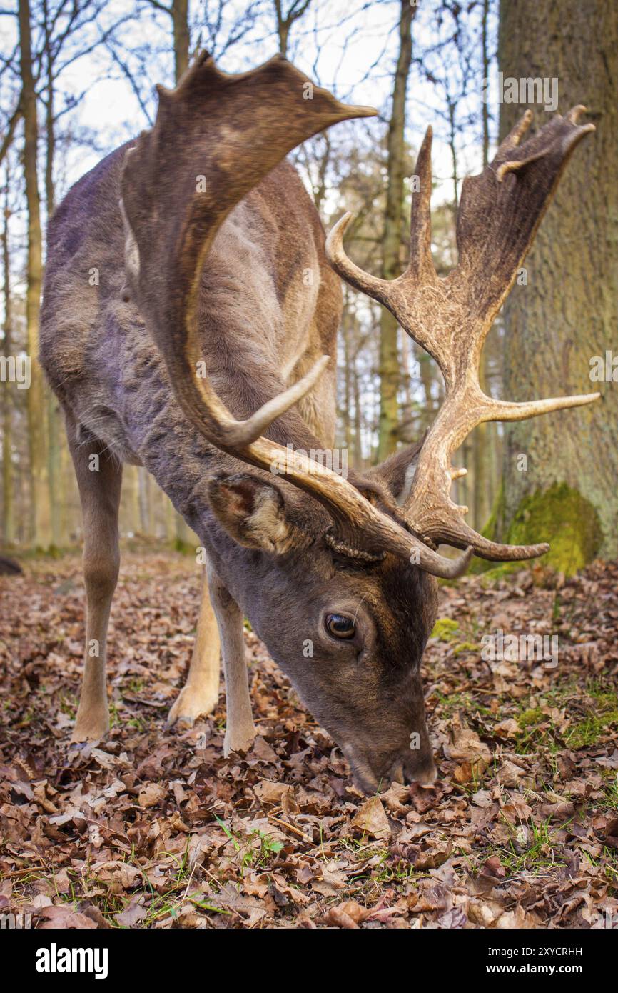 European fallow deer (Dama dama dama Stock Photo - Alamy