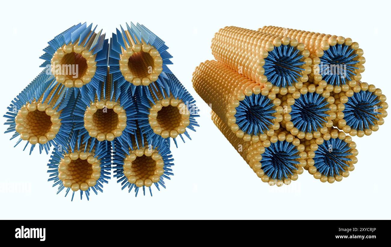 Lamellar phase hi-res stock photography and images - Alamy