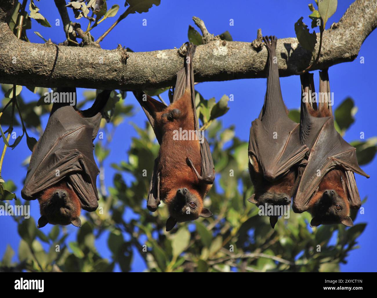 Wild animals living in Australia. Halloween symbol. Flying foxes, also ...