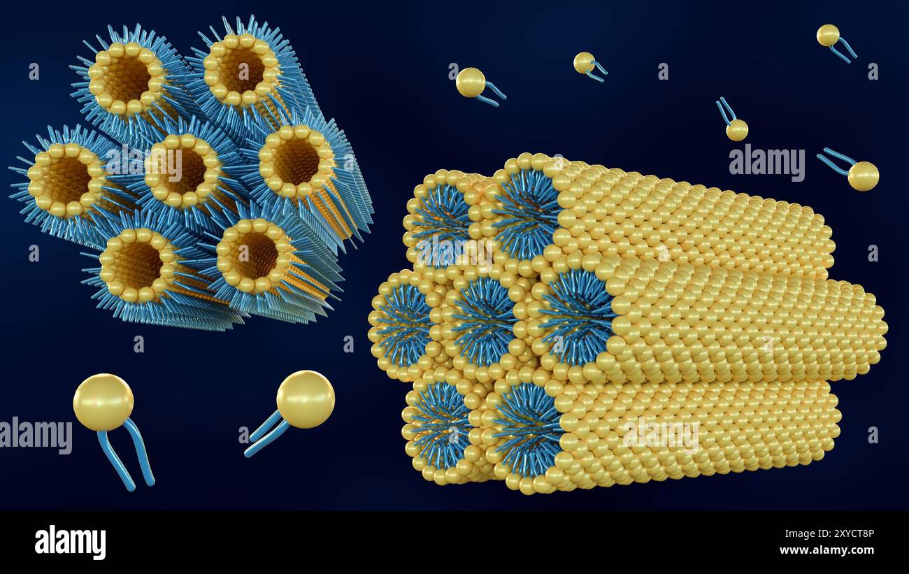 Lamellar phase hi-res stock photography and images - Alamy