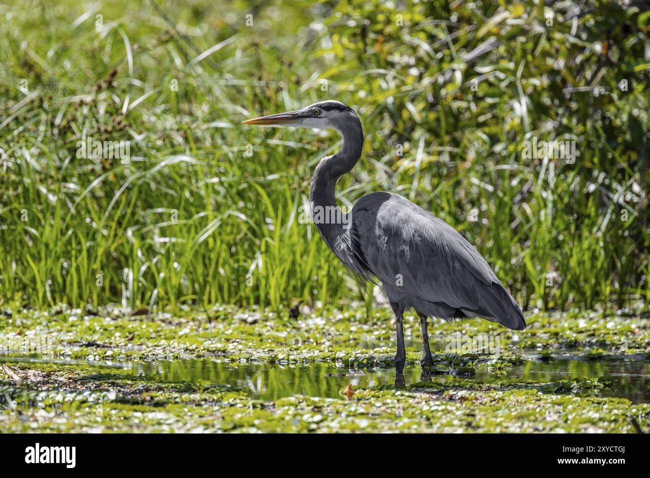 Grey heron at the water, Cahuita National Park, Costa Rica, Central ...