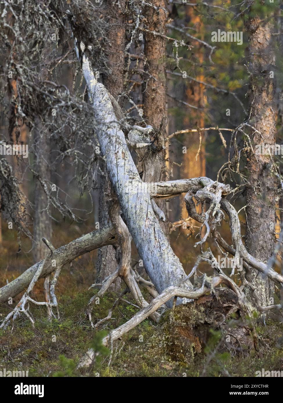 Scots Pine (Pinus sylvestris), dead tree stem in forest, beside Pokka ...