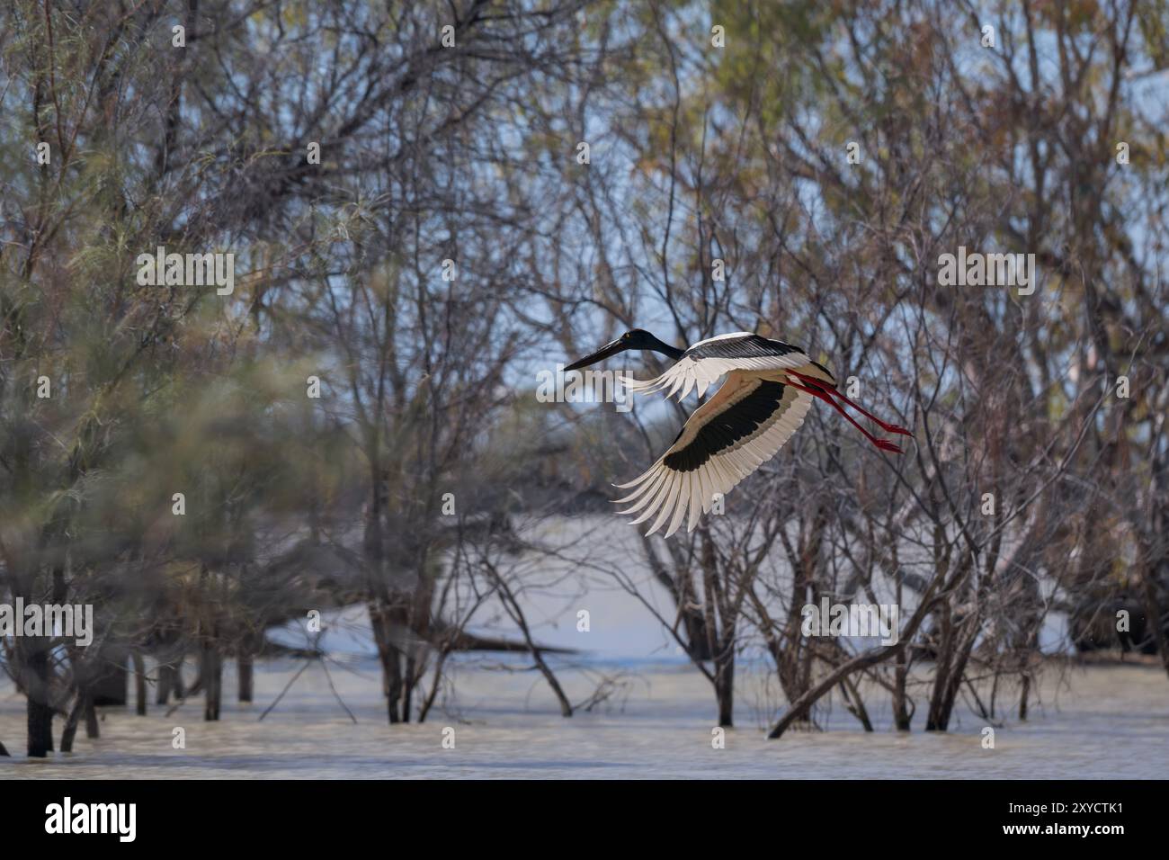 A female Black-necked Stork identified by her golden irises, takes to ...