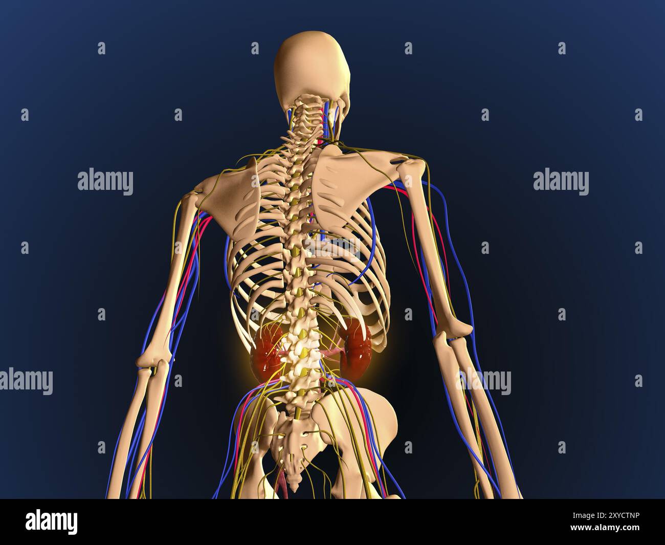 Rear view of human skeleton showing kidney and nervous system Stock ...