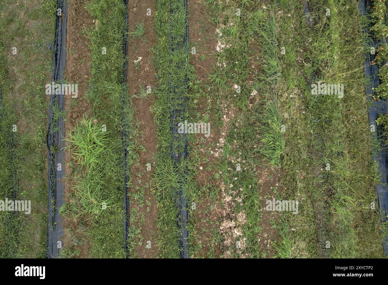 Aerial view of drip irrigation watering crops in a vast farm field ...