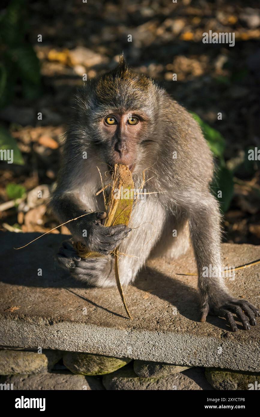 Macaque (Macaca), monkey, guenon, animal, macaque, wildlife, nature ...