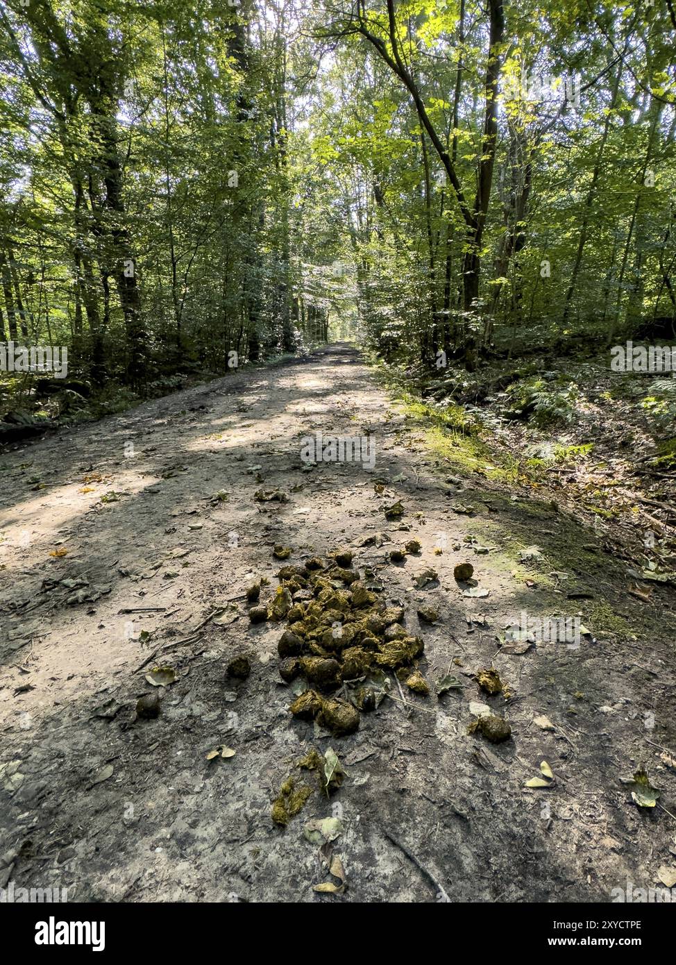 Horse manure Horse droppings Horse droppings Horse poo Horse poo in the ...