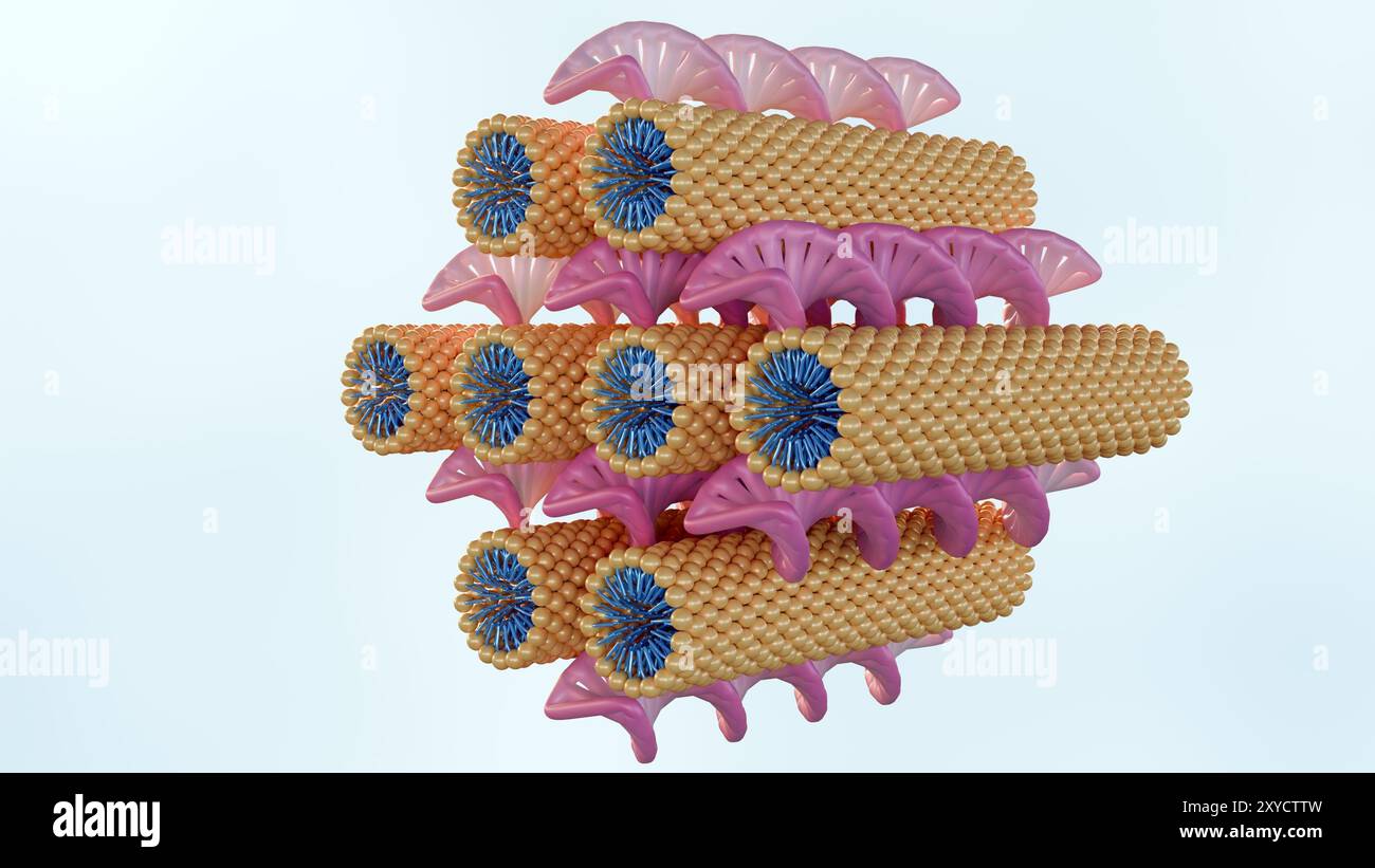 3d rendering of hexagonal phase consists of DNA rods between rodlike ...