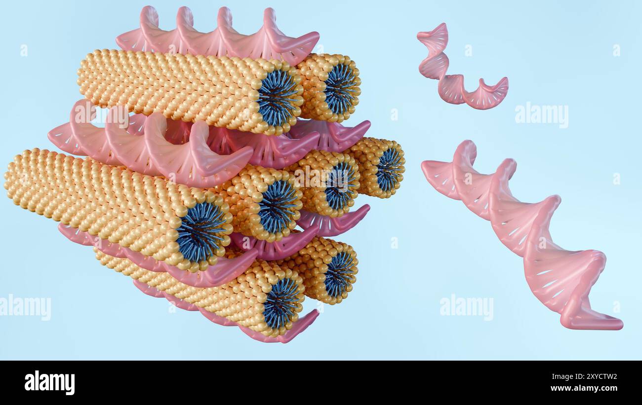 3d rendering of hexagonal phase consists of DNA rods between rodlike ...