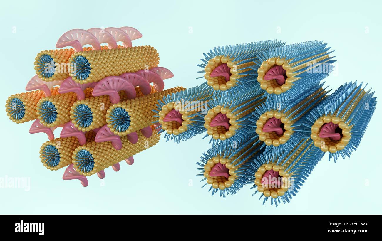 3d rendering of lamellar phase exhibits DNA rods intercalated between ...