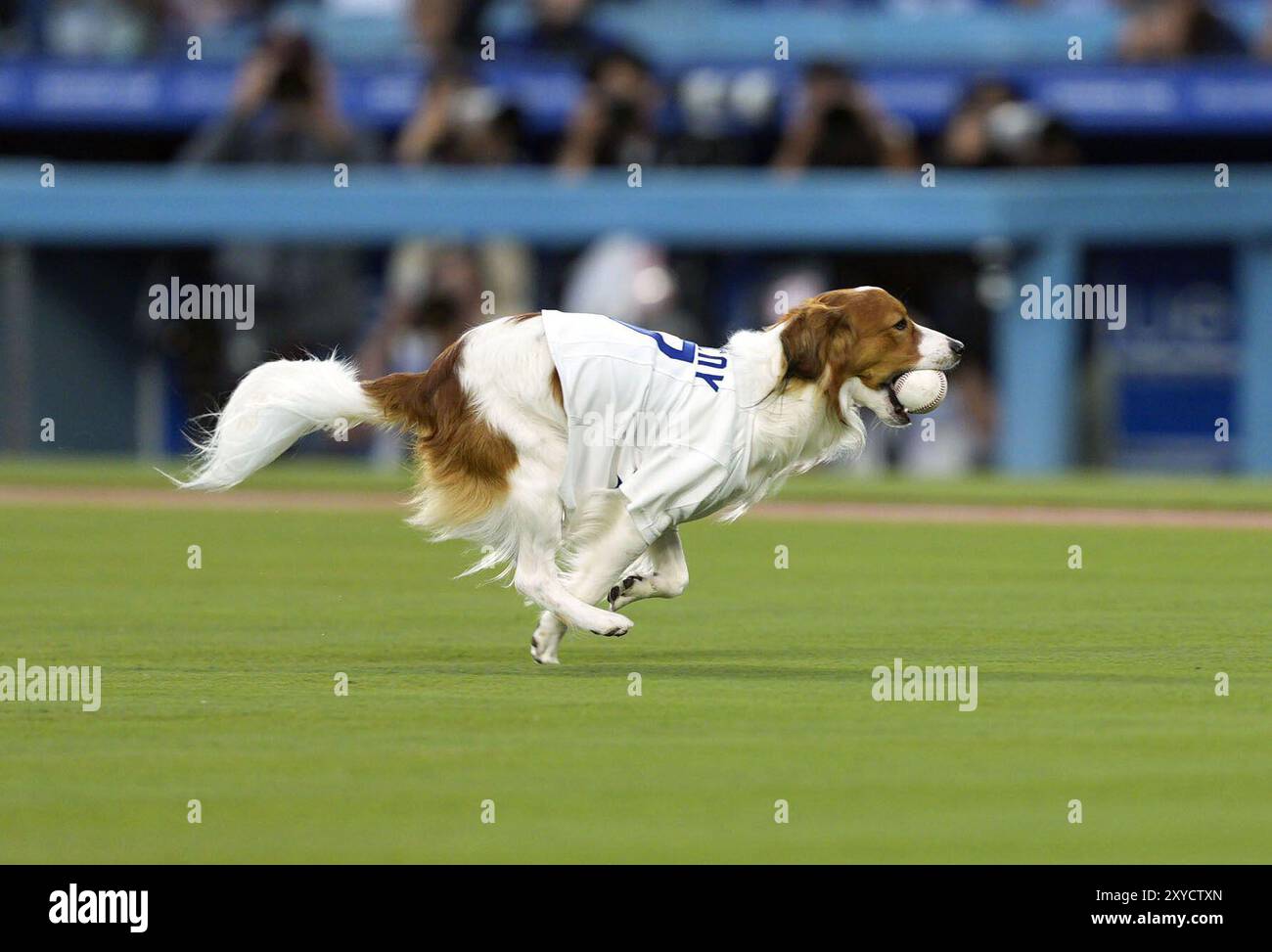 Shohei Ohtani's dog Decoy, also known as Dekopin in Japanese, delivers ...