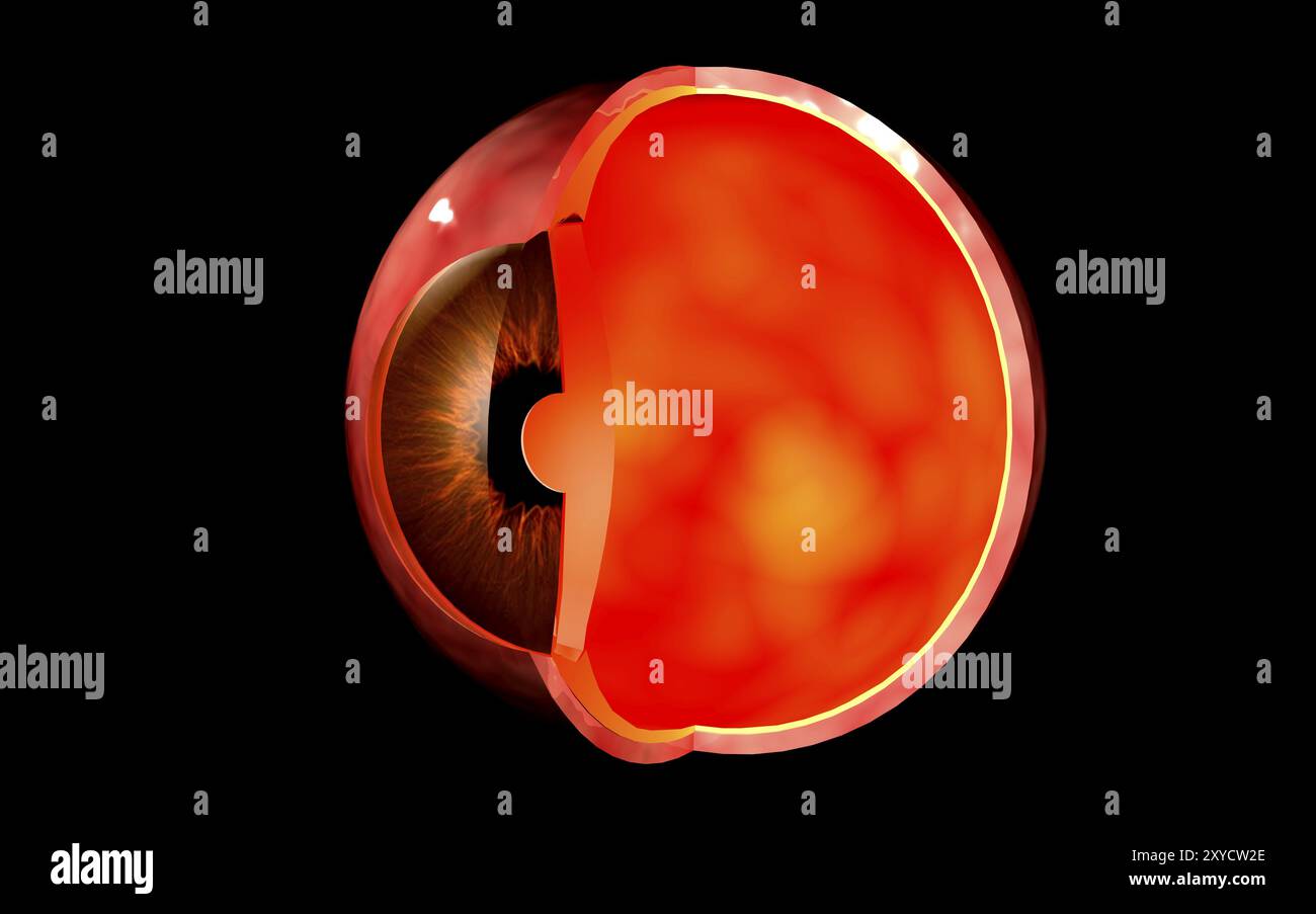 Human skin cross section hi-res stock photography and images - Alamy