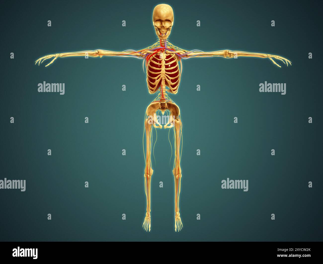 Frontal human female skull hi-res stock photography and images - Alamy
