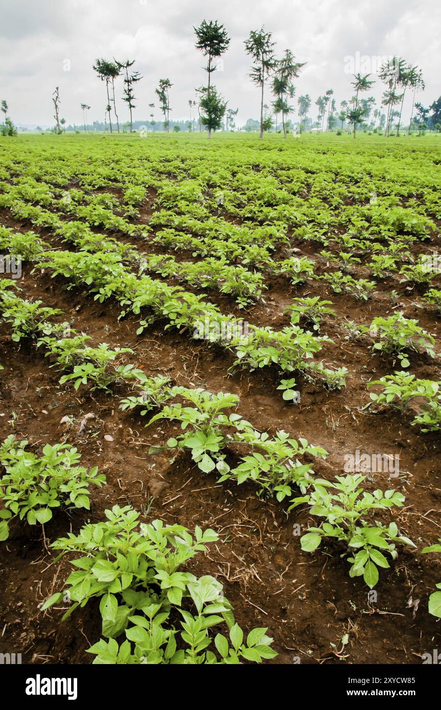 Potato fields in Rwanda near the volcanoes in very rich soil for great ...