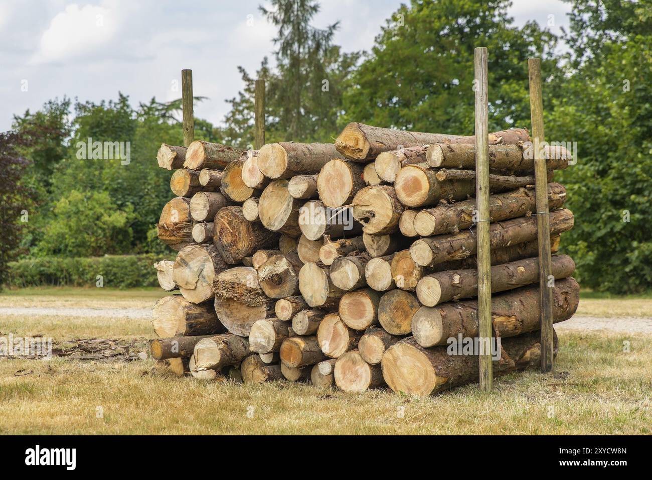Poles pine forest hi-res stock photography and images - Alamy