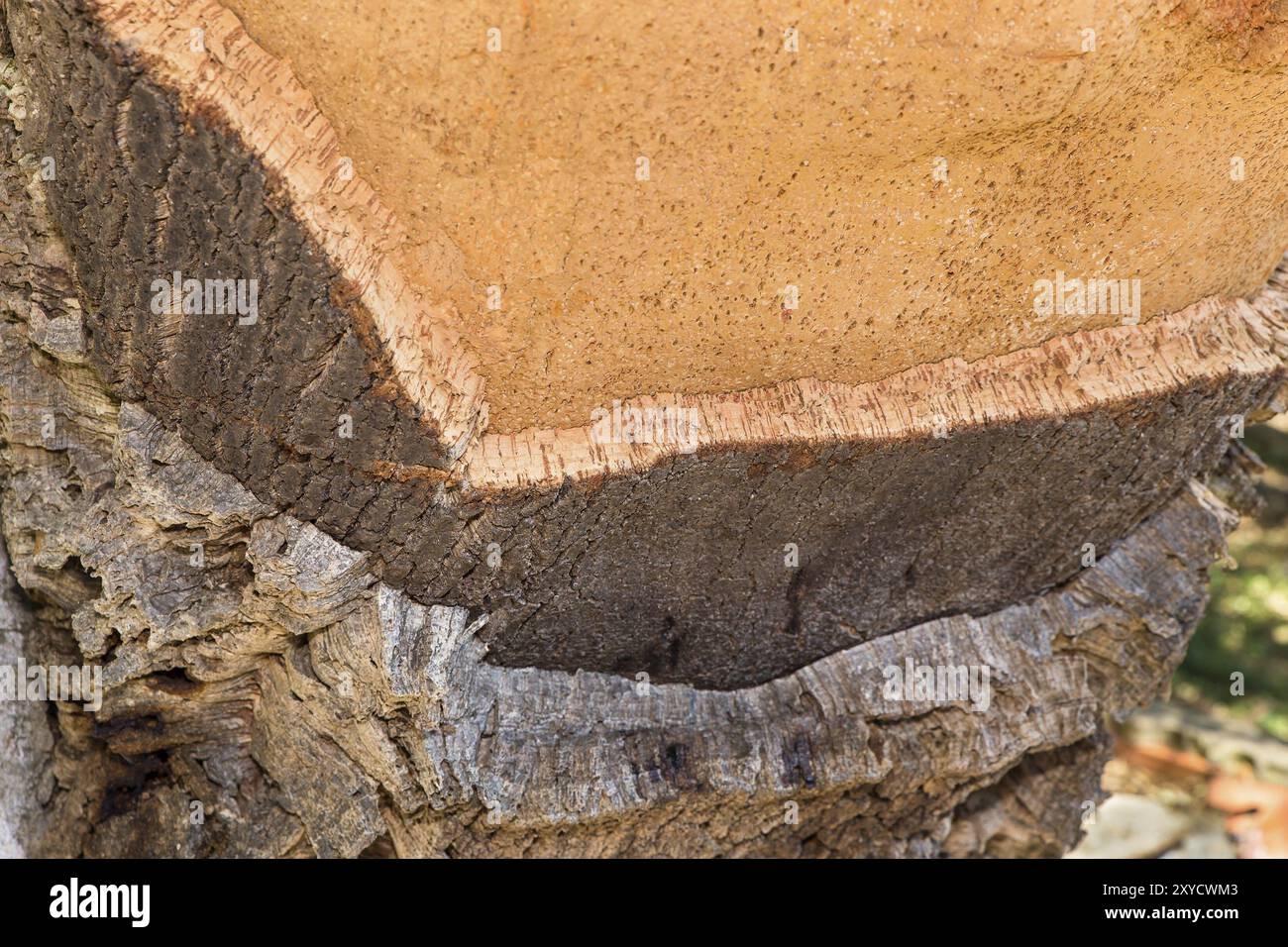 Cork trees in algarve hi-res stock photography and images - Alamy