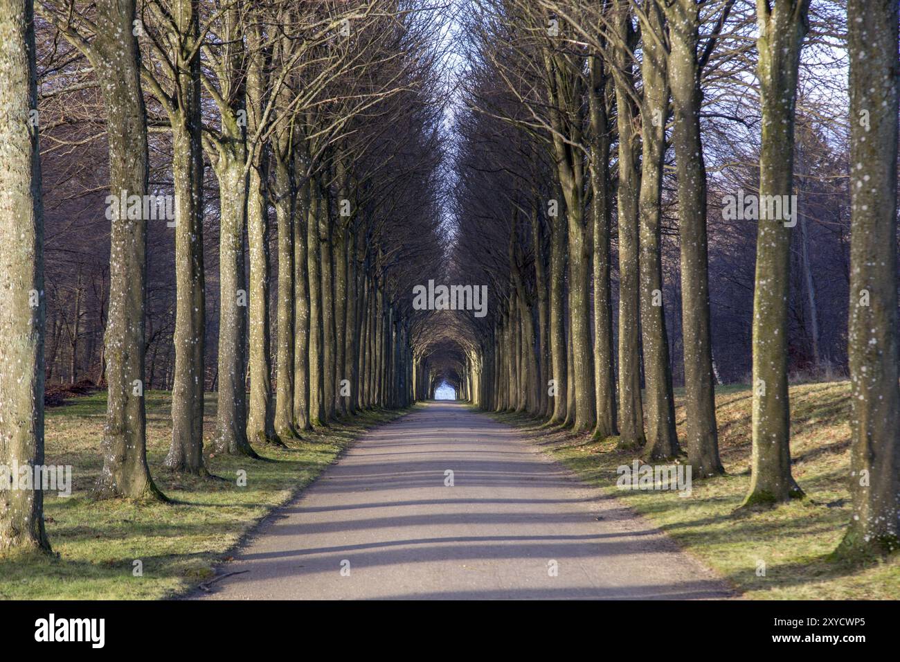 A tree alley in the park at Fredensborg Palace in Denmark Stock Photo ...
