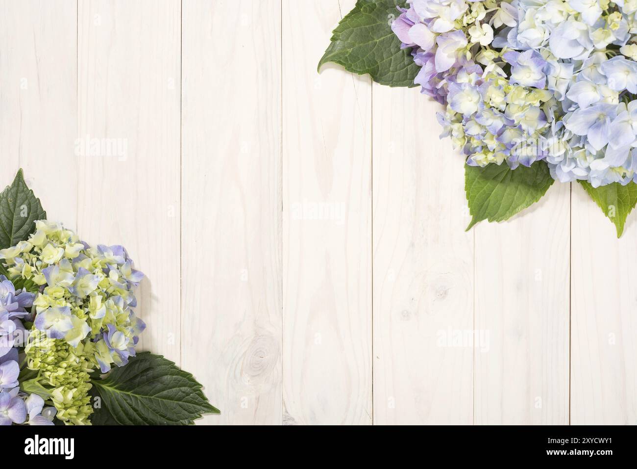 Hydrangea flowers on white wooden table. Top view. Floral border with ...