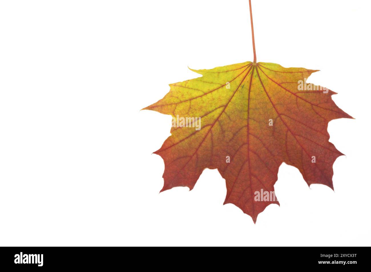 Autumn leaf one line Cut Out Stock Images & Pictures - Alamy