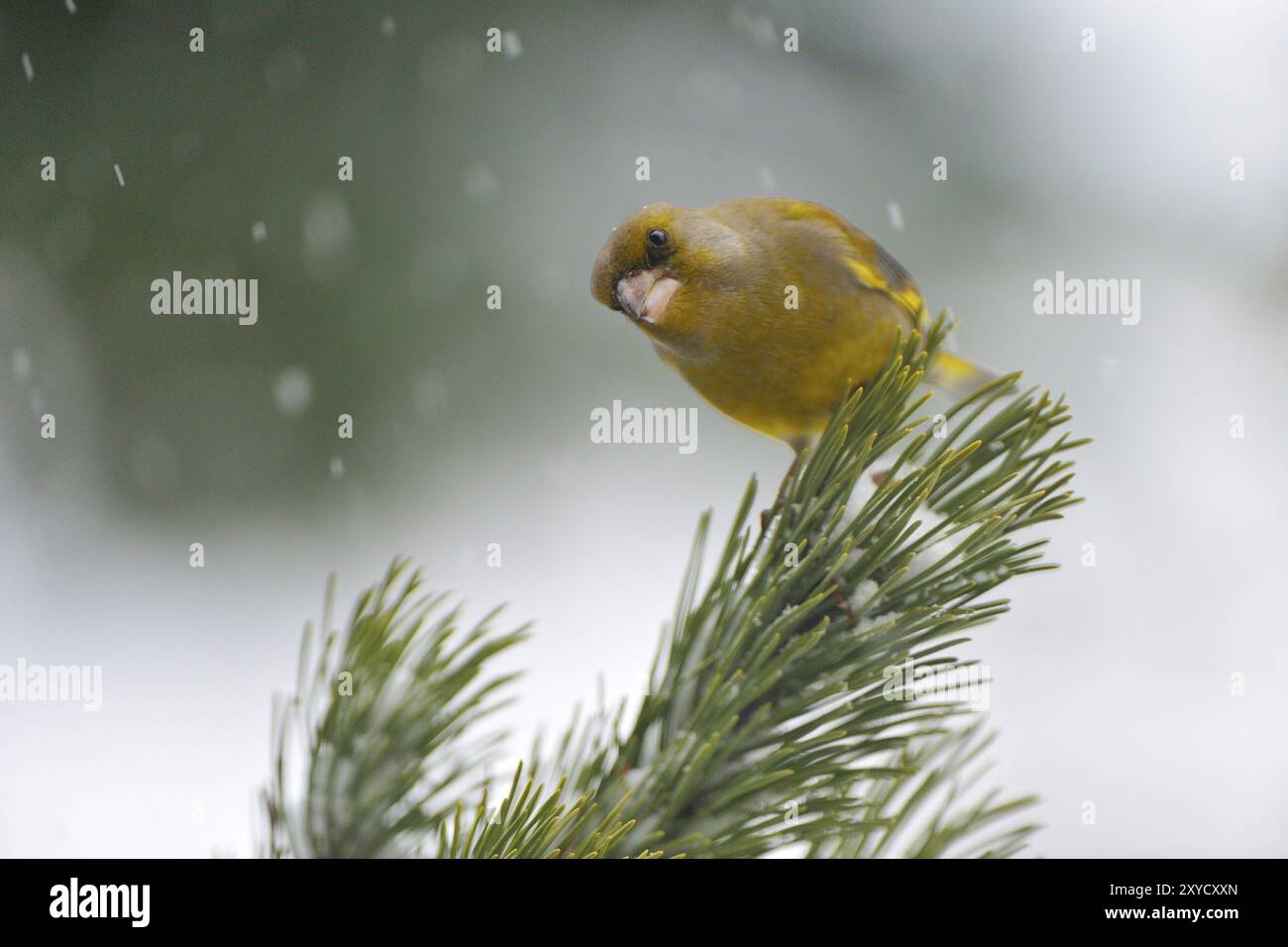 European Greenfinch and snowfall, Greenfinch foraging Stock Photo - Alamy